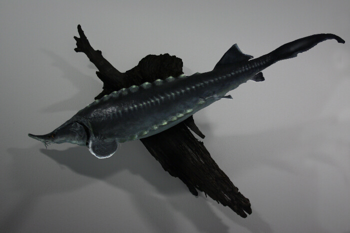 Rybí trofeje - Agronomická fakulta